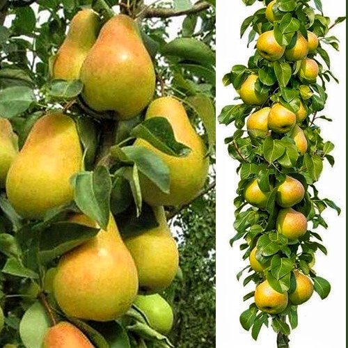 Груша колоноподібна Декора