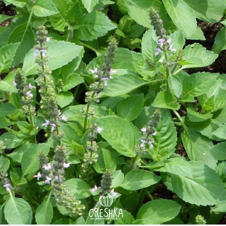 Rama Tulasi (Ocimum sanctum Rama Tulsi) fresh seeds, Herb seeds ...