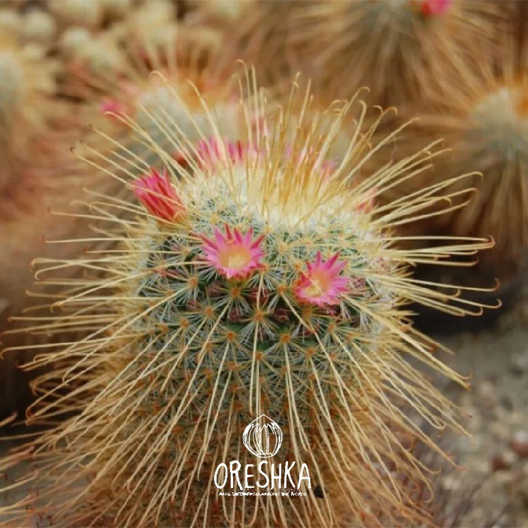 Buy Organic Succulent Cactus Mammillaria Mix Seeds | Oreshka-Seeds.com