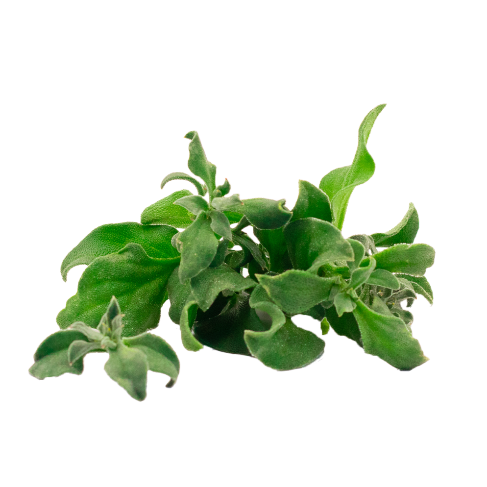 Ice Plant - Specialty Greens