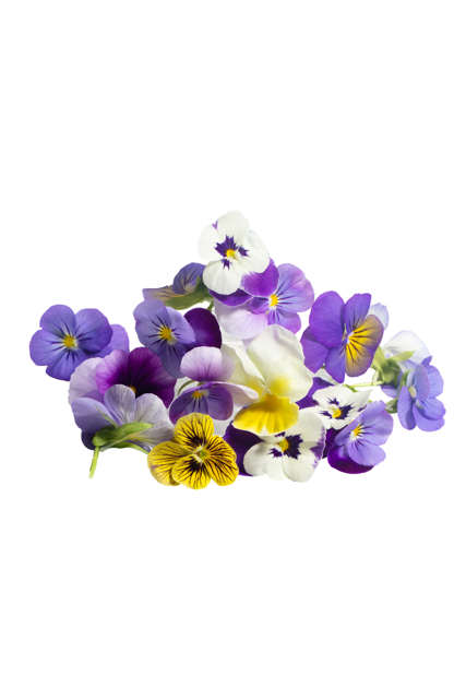 Viola Mix - Edible Flowers