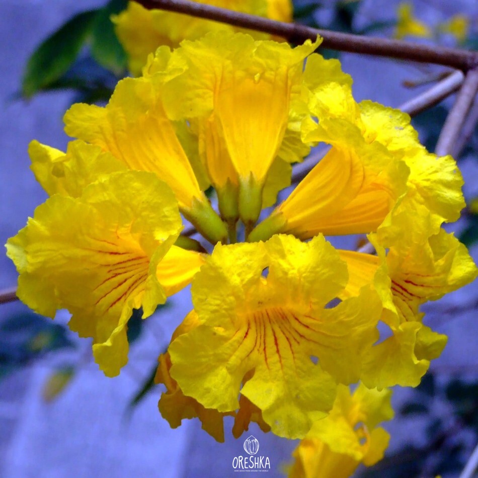 Tabebuya yellow fresh seeds | Oreshka seeds