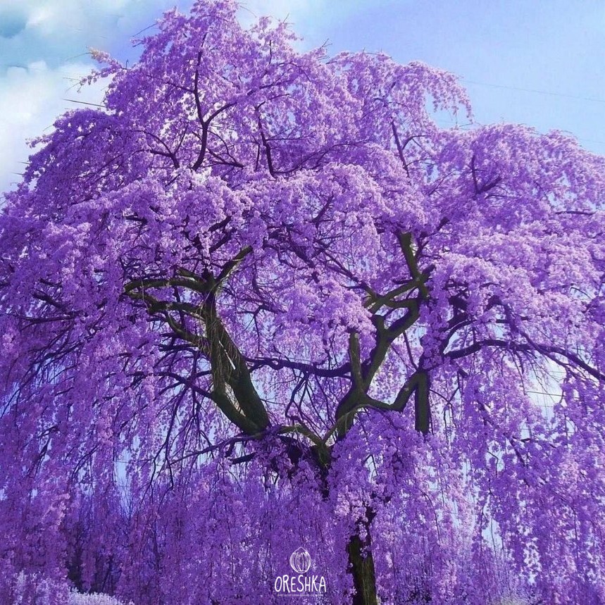 Jacaranda fresh seeds | Oreshka seeds