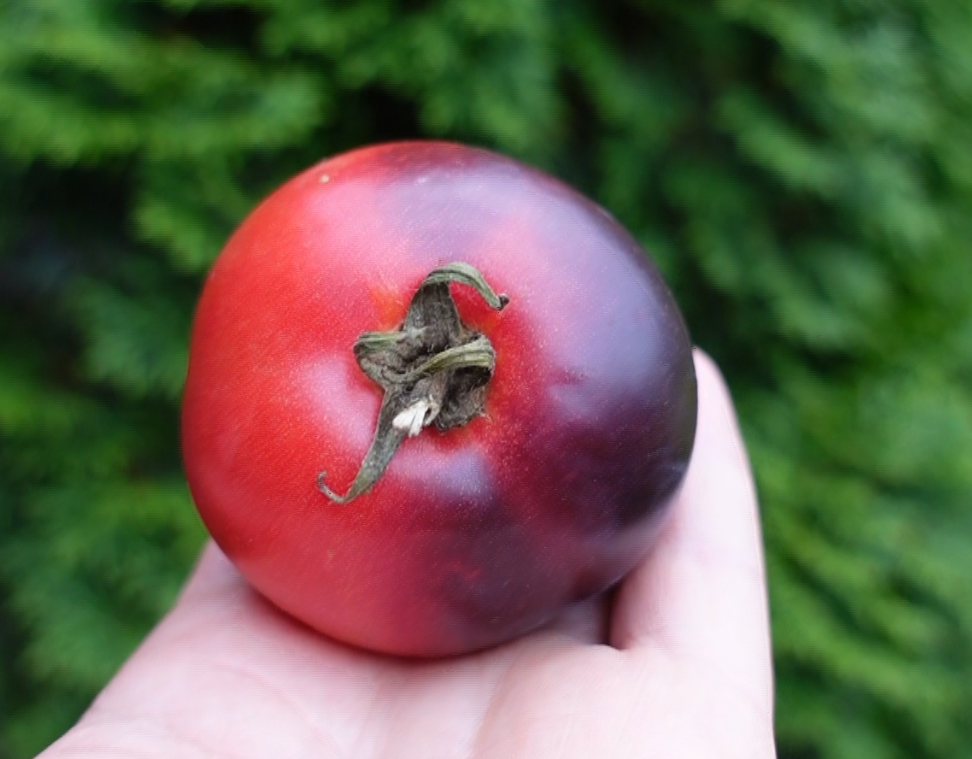 купить семена томата ГОНДВАНА РОЗА