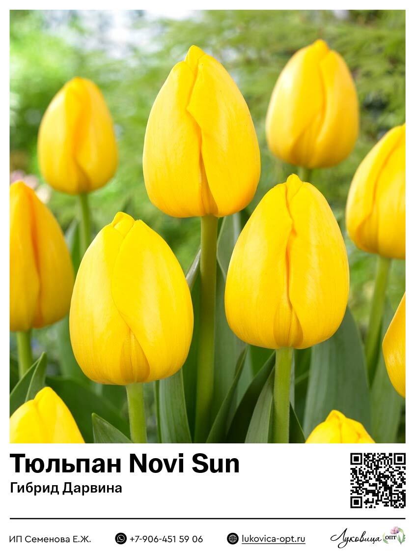 Тюльпан Novi Sun (Гибрид Дарвина)