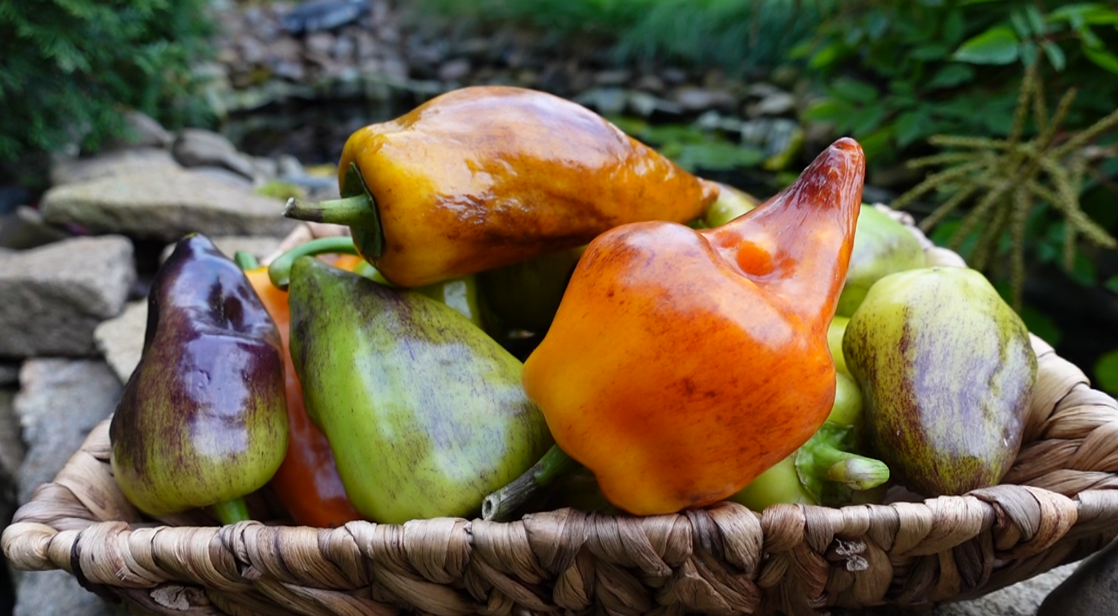 купить семена перец сладкий ЛЕСЯ ФИОЛЕТОВАЯ
