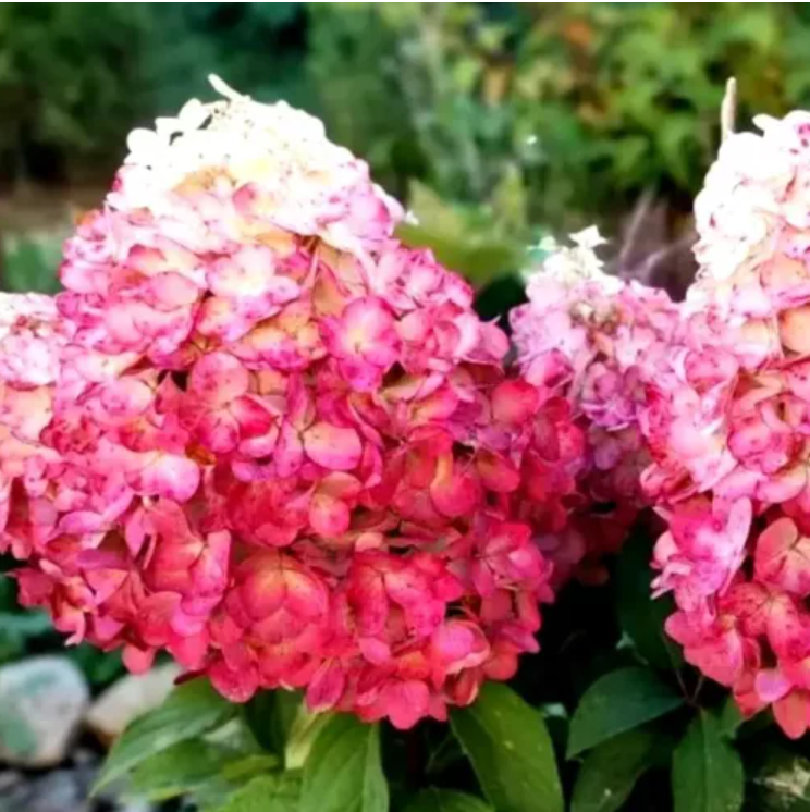 Magical Mount Malinche / Мэджикал Маунт Малинче