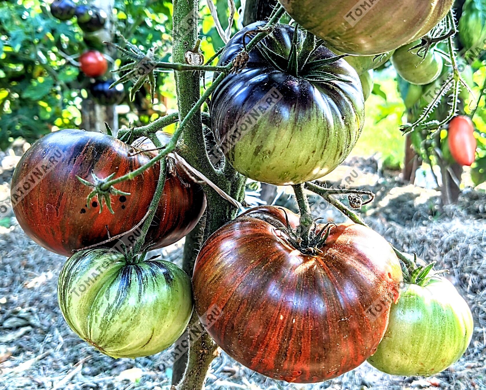 Томат Восторг Диппера гном, описание сорта, семена купить