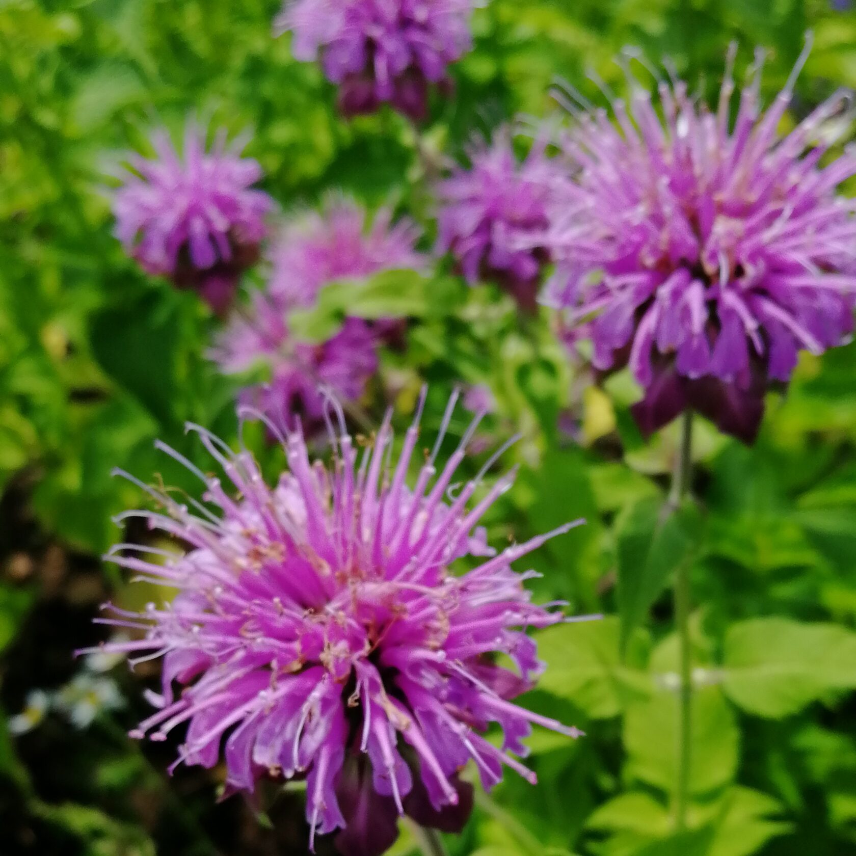 Монарда гибридная, саженцы