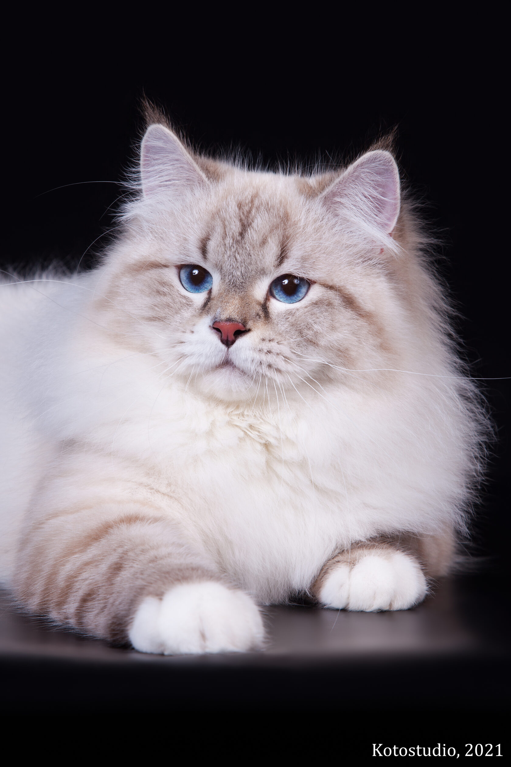 GICH Efir Dary Zeusa of Dikoe Pole