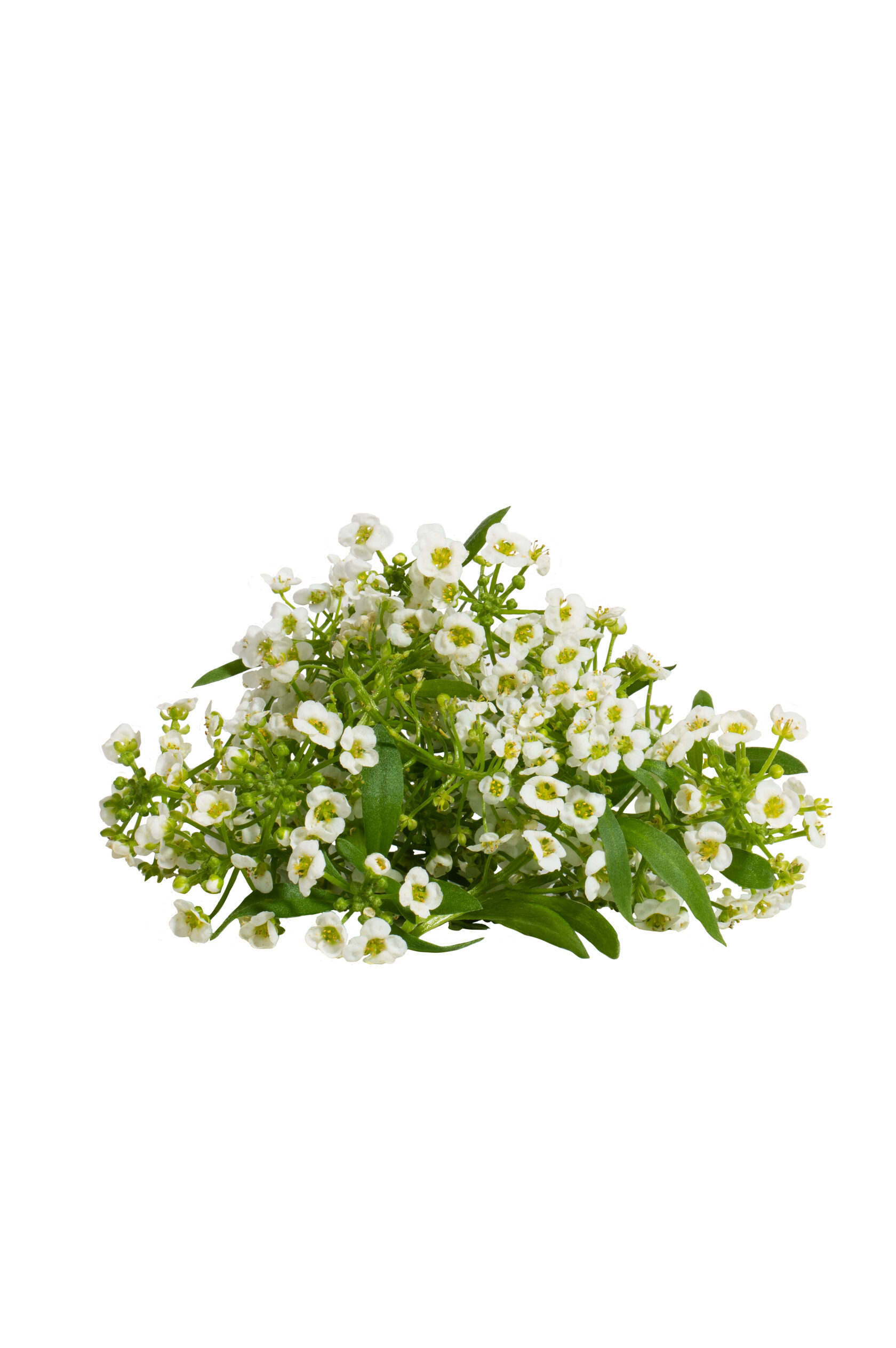 Sweet Alyssum - Edible Flowers