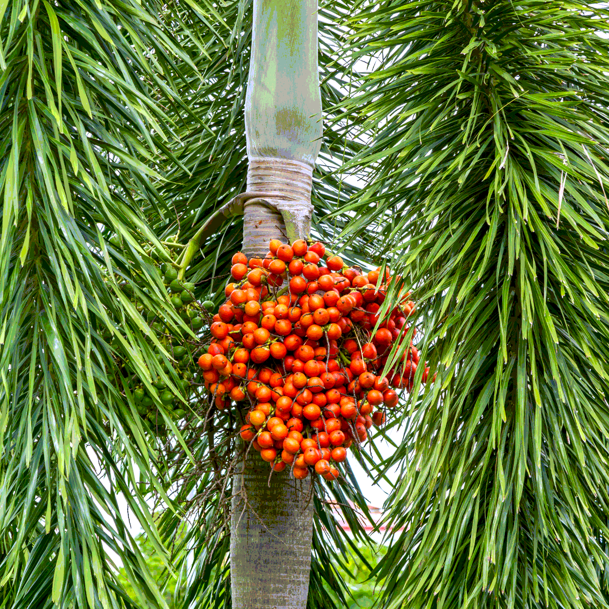 Betel nuts (Areca Palm) seeds - Deodar Seeds
