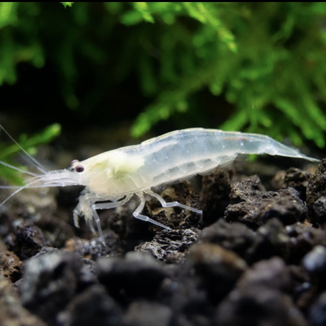 Crevette Yellow Banana Neocaridina – Jaune Vif, Pacifique et Facile à ...