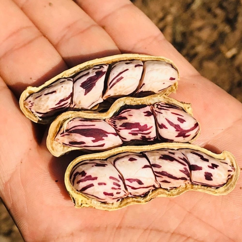 Tiger Selected Stripped Peanut Seeds, Mae Hong Son Specialty - Deodar Seeds