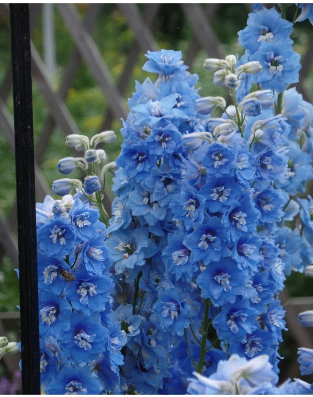 Дельфініум Excalibur Blue