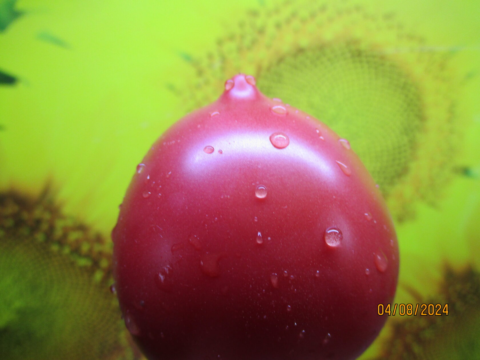 696. Сызранская пипочка. ТОМАТЫ ИЗ СССР!