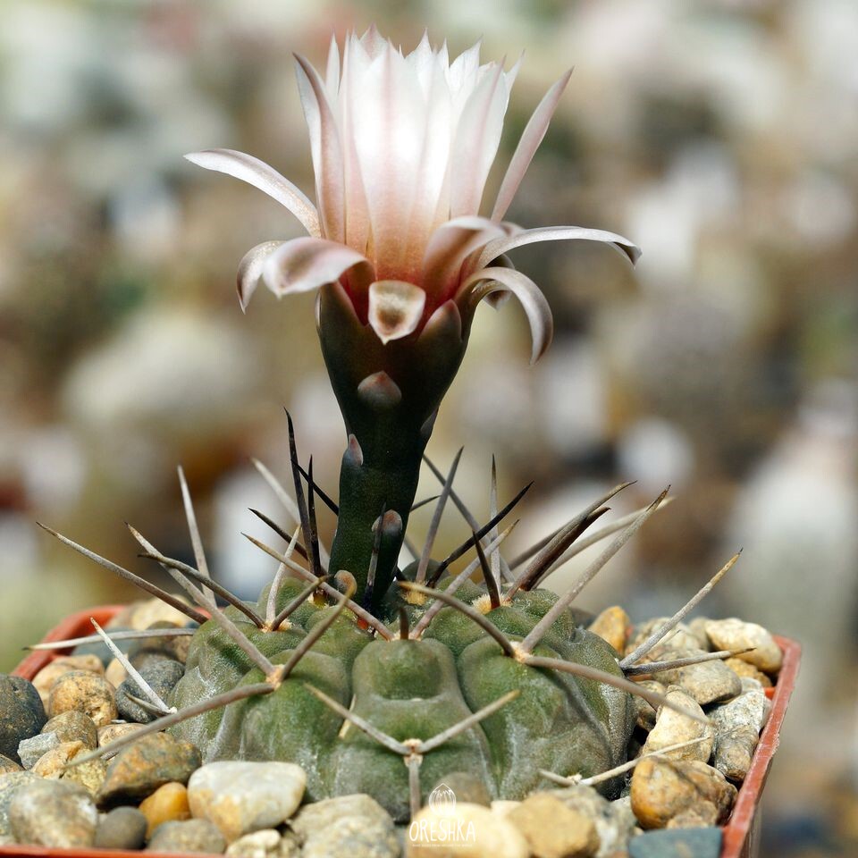 Buy Organic Gymnocalycium bodenbenderianum P-76c Cactus Seeds | Oreshka ...