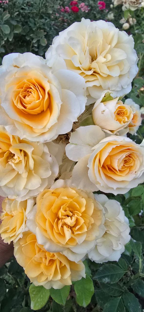 Крем грация (Cream Gracia)