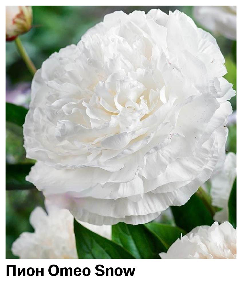 Пион Omeo Snow