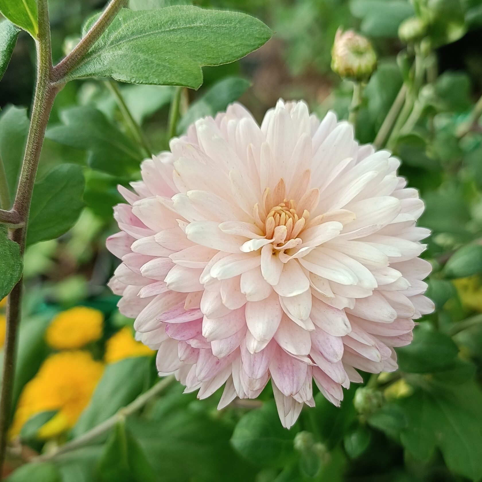 Хризантема корейская Мадам Шерр, саженцы