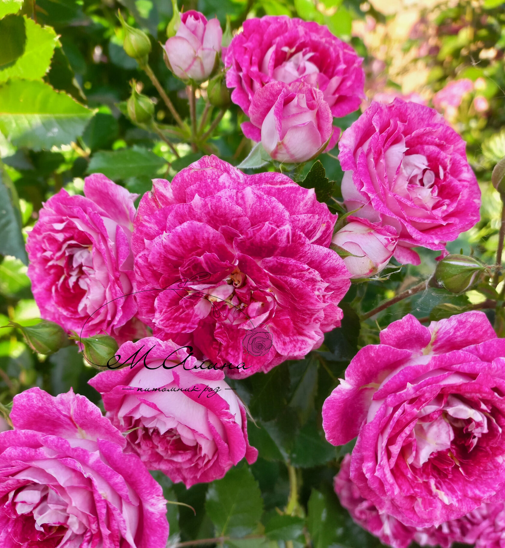 Летс Селебрейт ( Let's Celebrate)