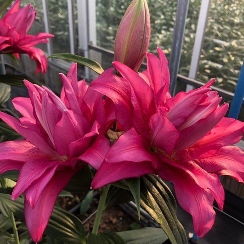 Floretta (Флоретта)