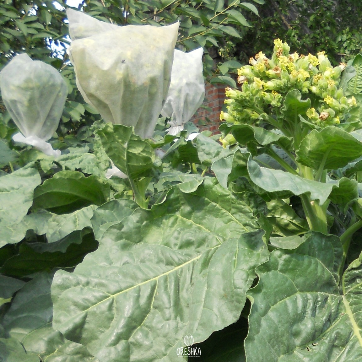 Tobacco Shag hop-125 fresh seeds, Nicotiana tabacum | Oreshka seeds