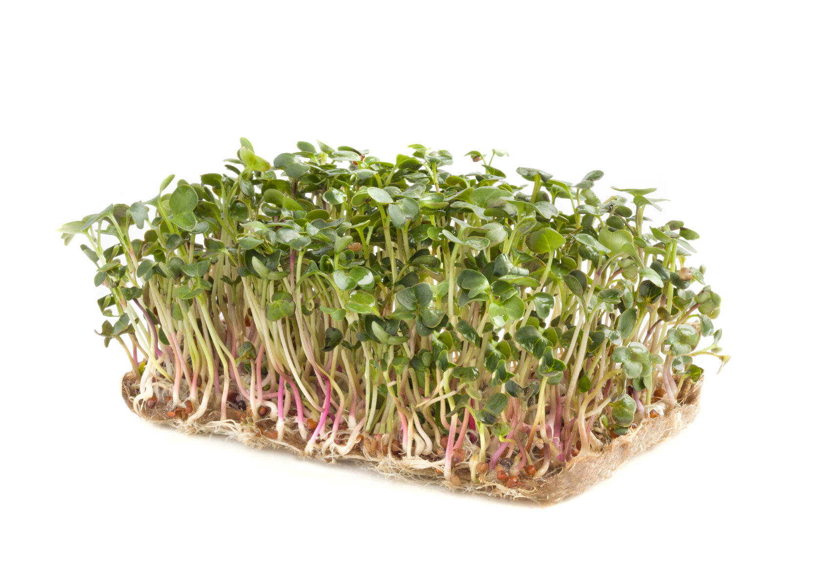 Radish - Microgreens Punnet