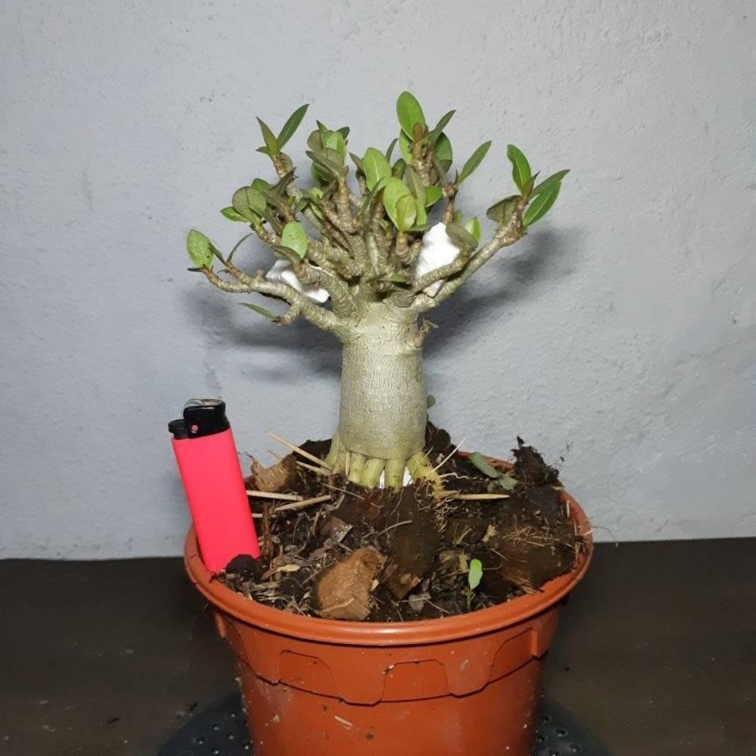 Adenium Socotranum Seeds Royal Crown - Deodar Seeds