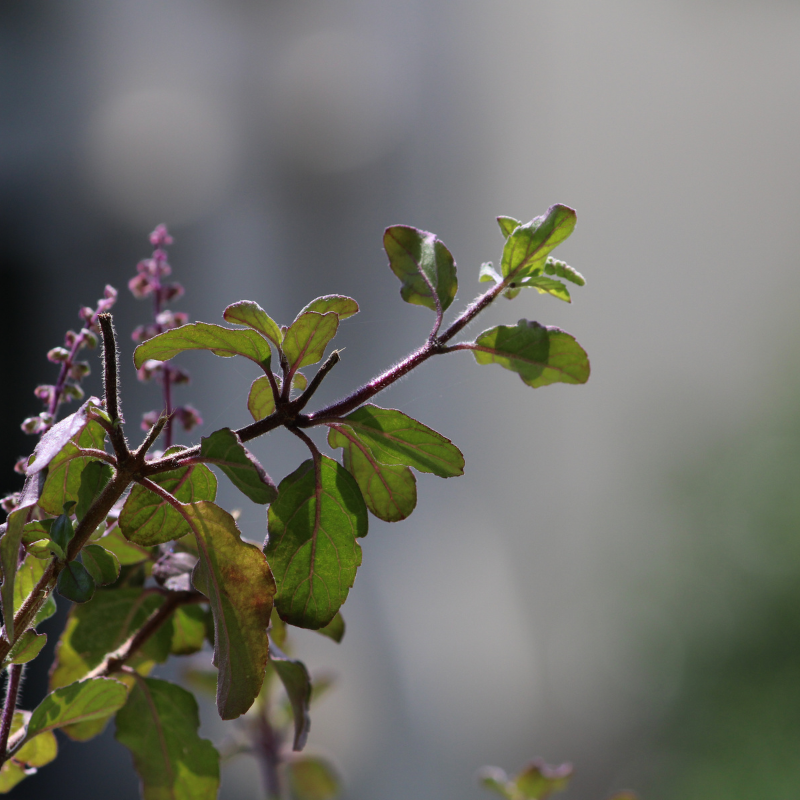 Holy basil, Rama Tulsi seeds - Deodar Seeds