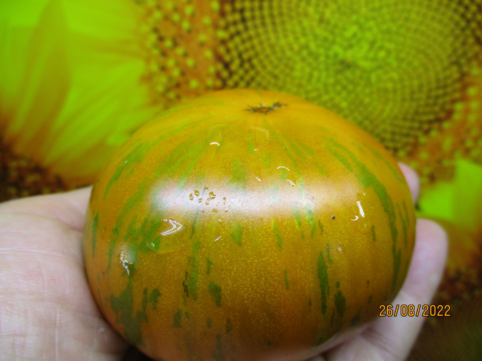 1132. Оранжевый Габбана.