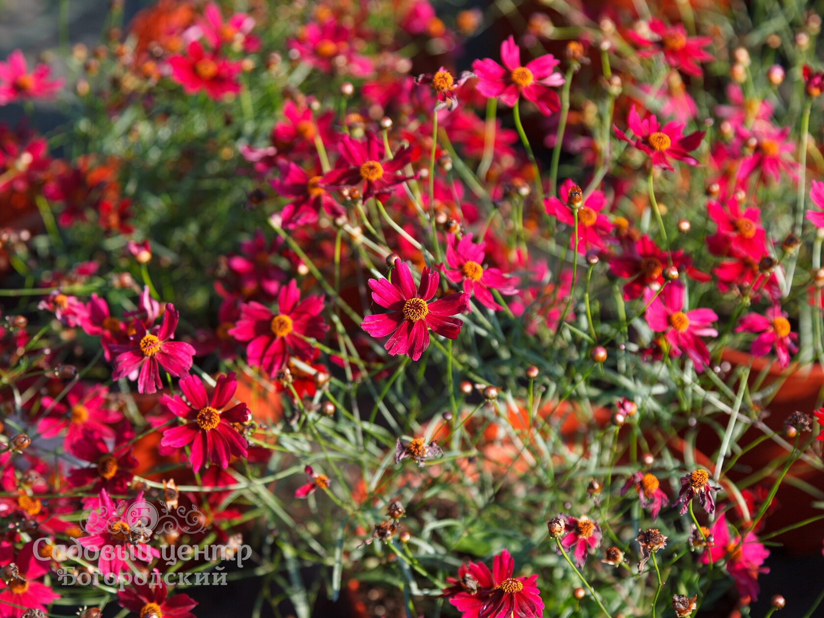 Кореопсис мутовчатый 'Руби Ред' / Coreopsis verticillata 'Ruby Red', C3