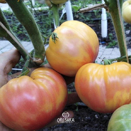 Mary Robinson's tomato fresh seeds | Oreshka seeds