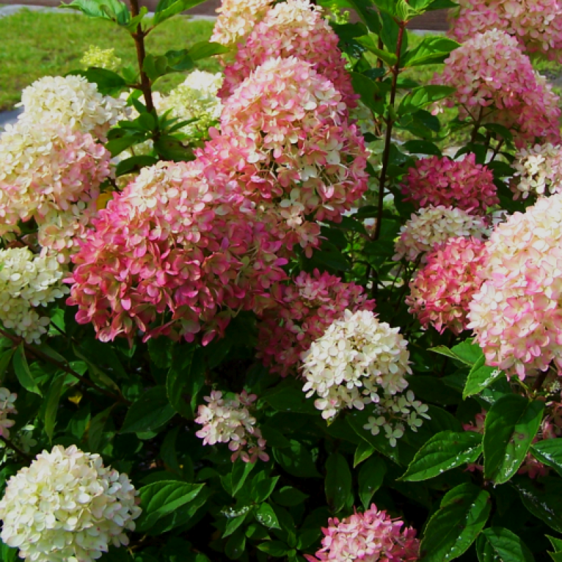 Гортензия метельчатая Бомбшелл (Hydrangea paniculata Bombshell)