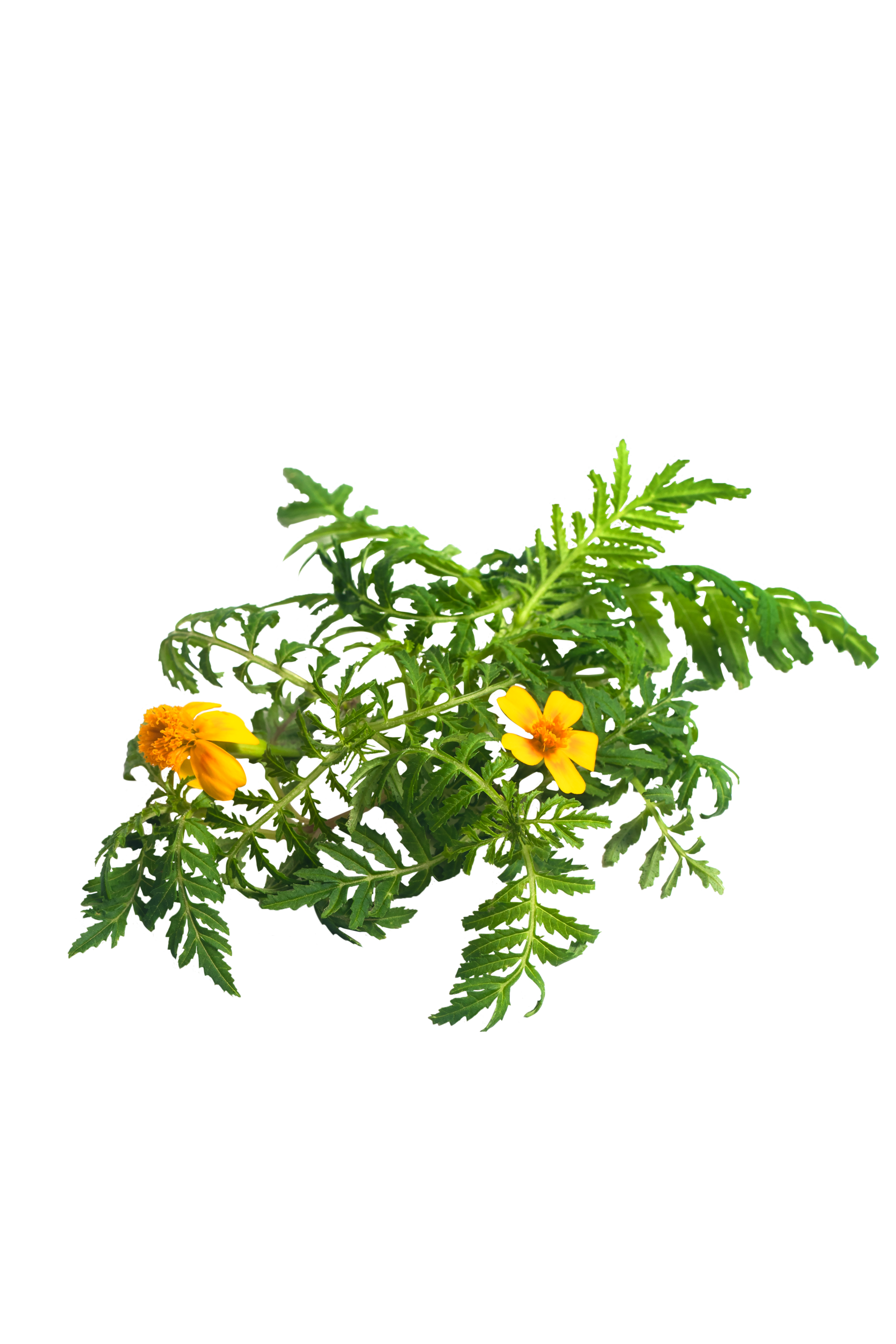 Tagetes Leaf - Specialty Greens