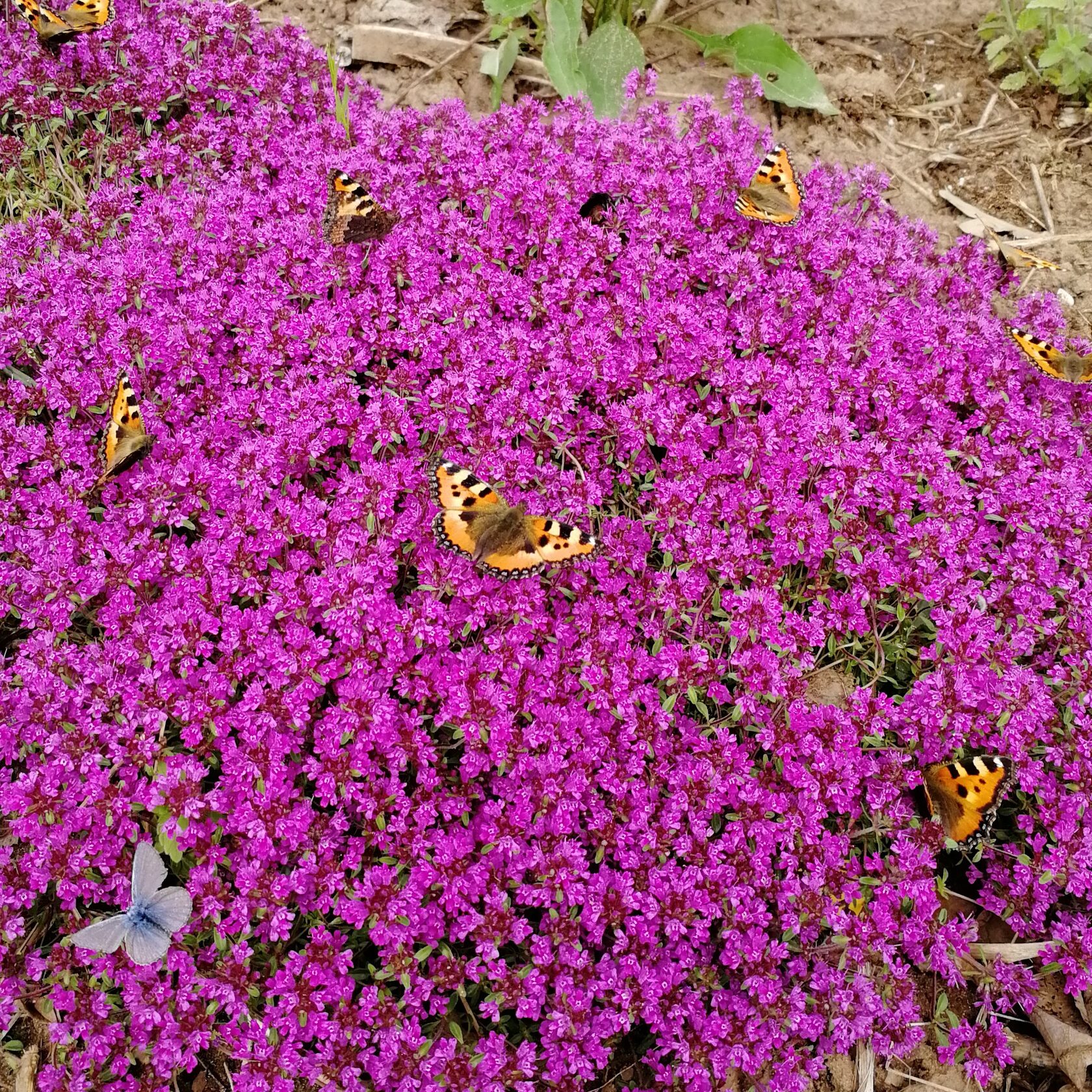 Тимьян ранний Криппинг Ред, саженцы