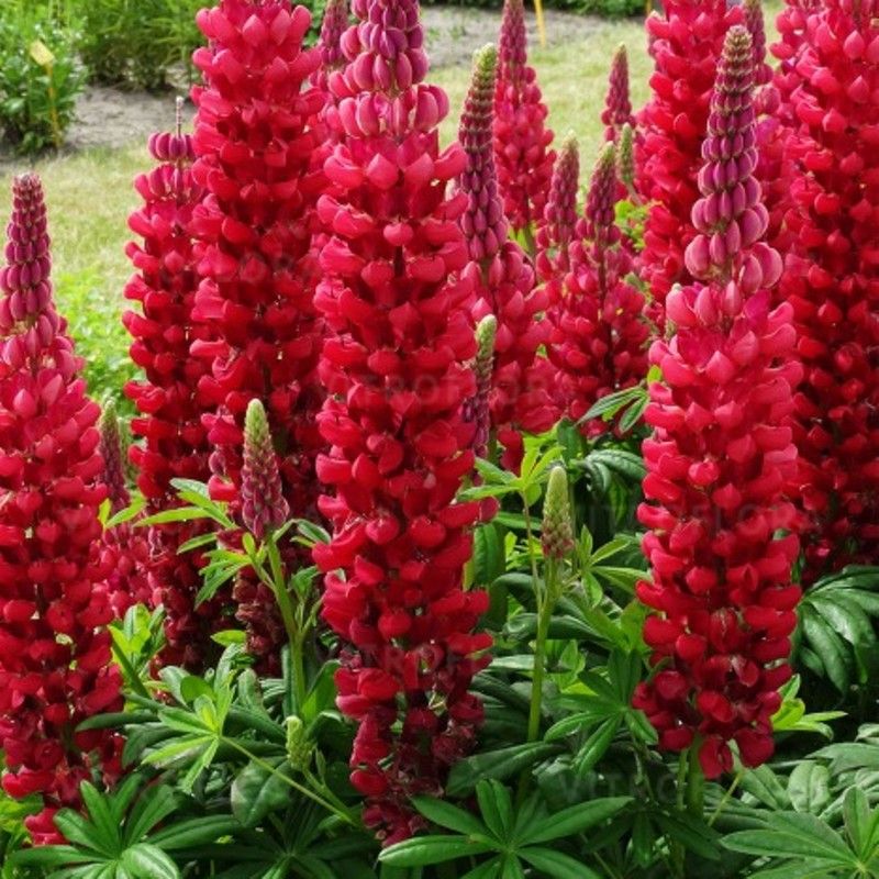 Люпин Fire Tower / Lupinus polyphyllus