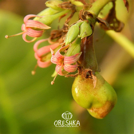 Cashew, Anacardium occidentale, Indian nut fresh seeds | Oreshka seeds