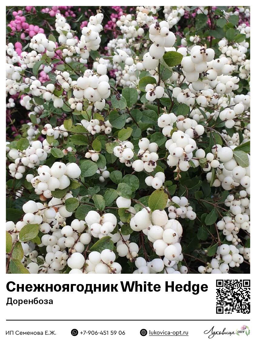 Снежноягодник White Hedge (Доренбоза)