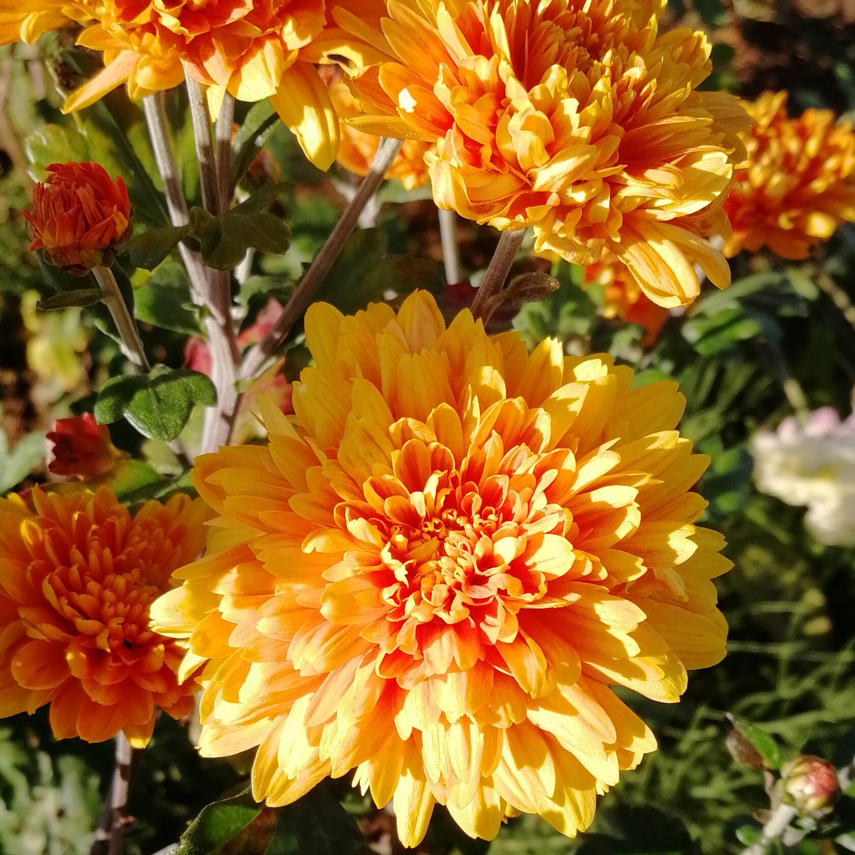 Хризантема корейская оранжевая, саженцы