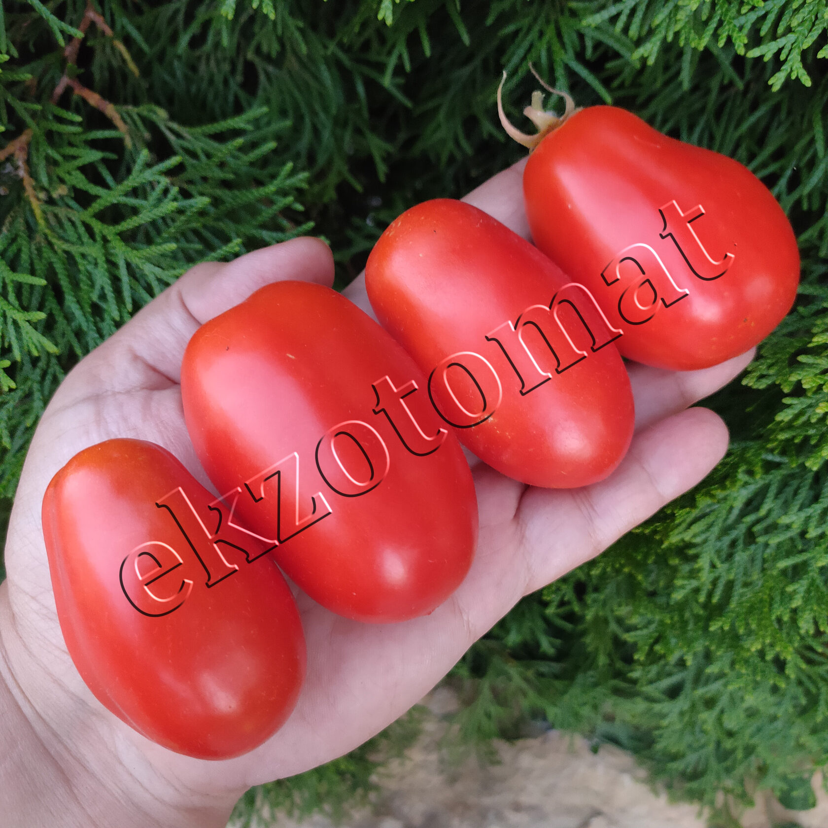 Томат Колибри для засолки