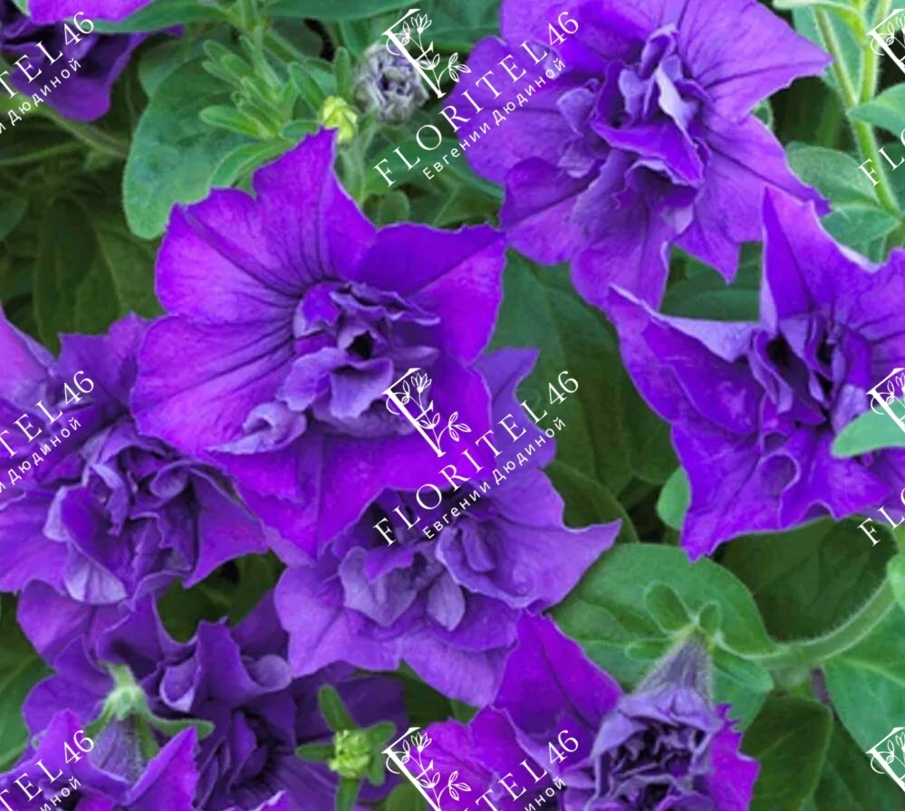 109.SURFINIA DOUBLE BLUE Star