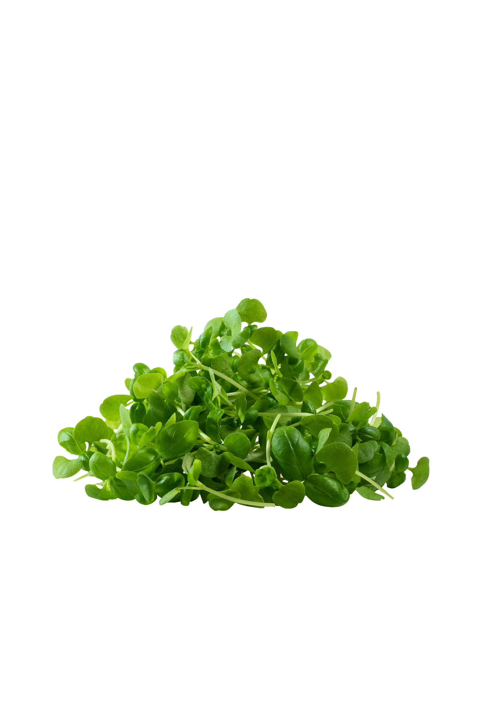 Basil Genovese - Microgreen Cut