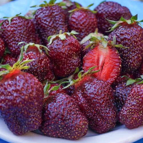 Земляника (крупноплодная) Черный Принц (5 саж)