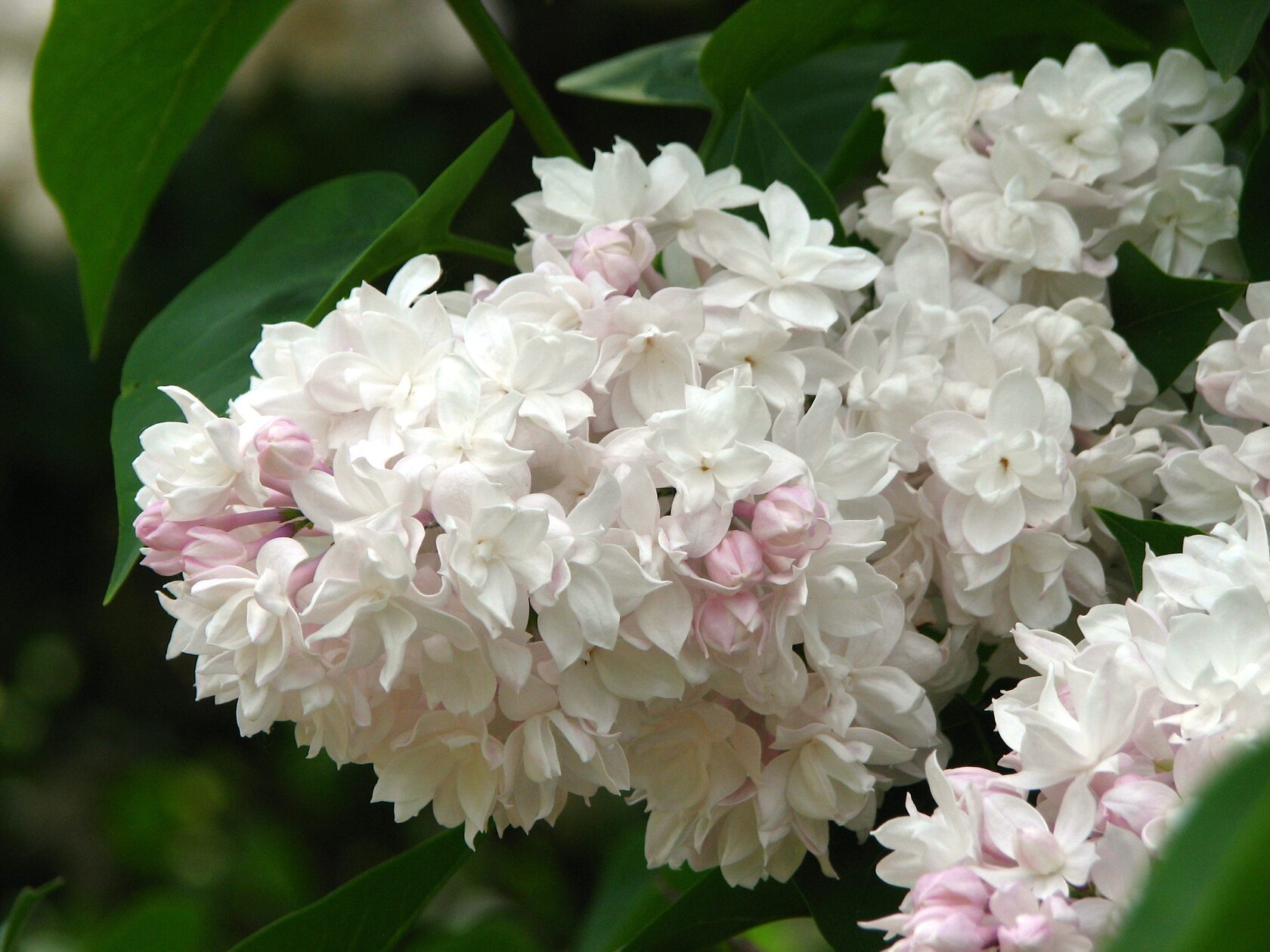 Сирень Обыкновенная Красавица Москвы (Syringa Vulgaris Krasavitsa Moskvy)