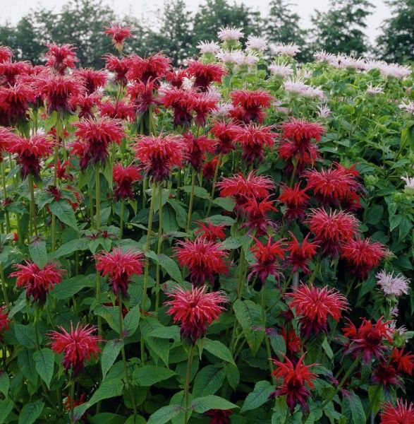 Монарда Красная / Monarda