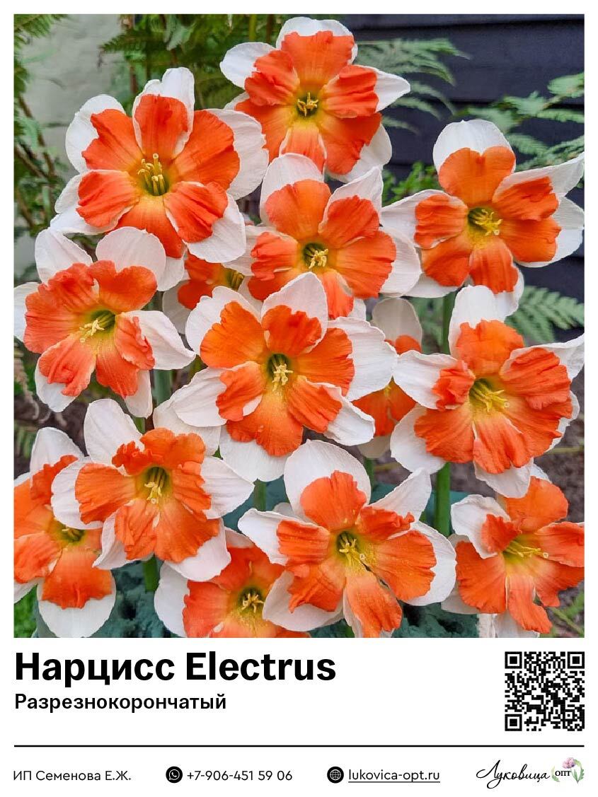 Нарцисс Electrus (Разрезнокорончатый)