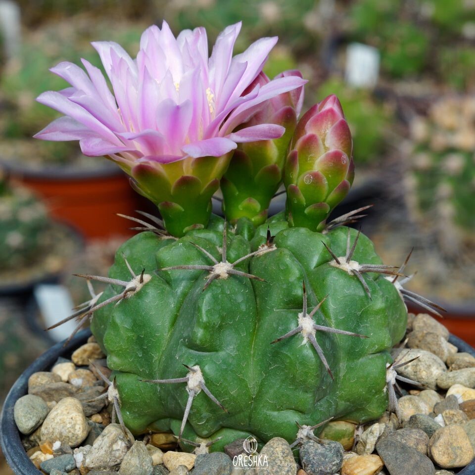 Buy Organic Succulent Cactus Gymnocalycium achirasense Seeds | Oreshka ...