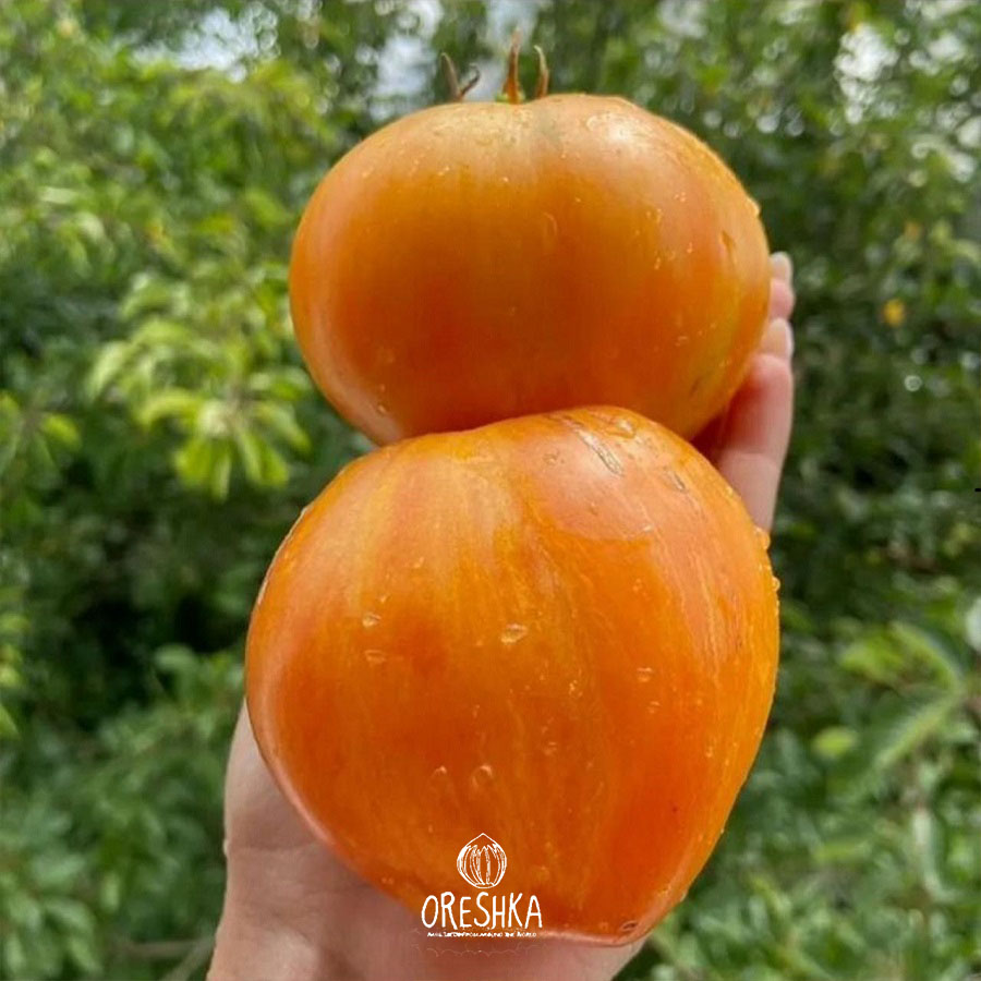 Tomato Melon liqueur, Dynnyj liker fresh seeds | Oreshka seeds