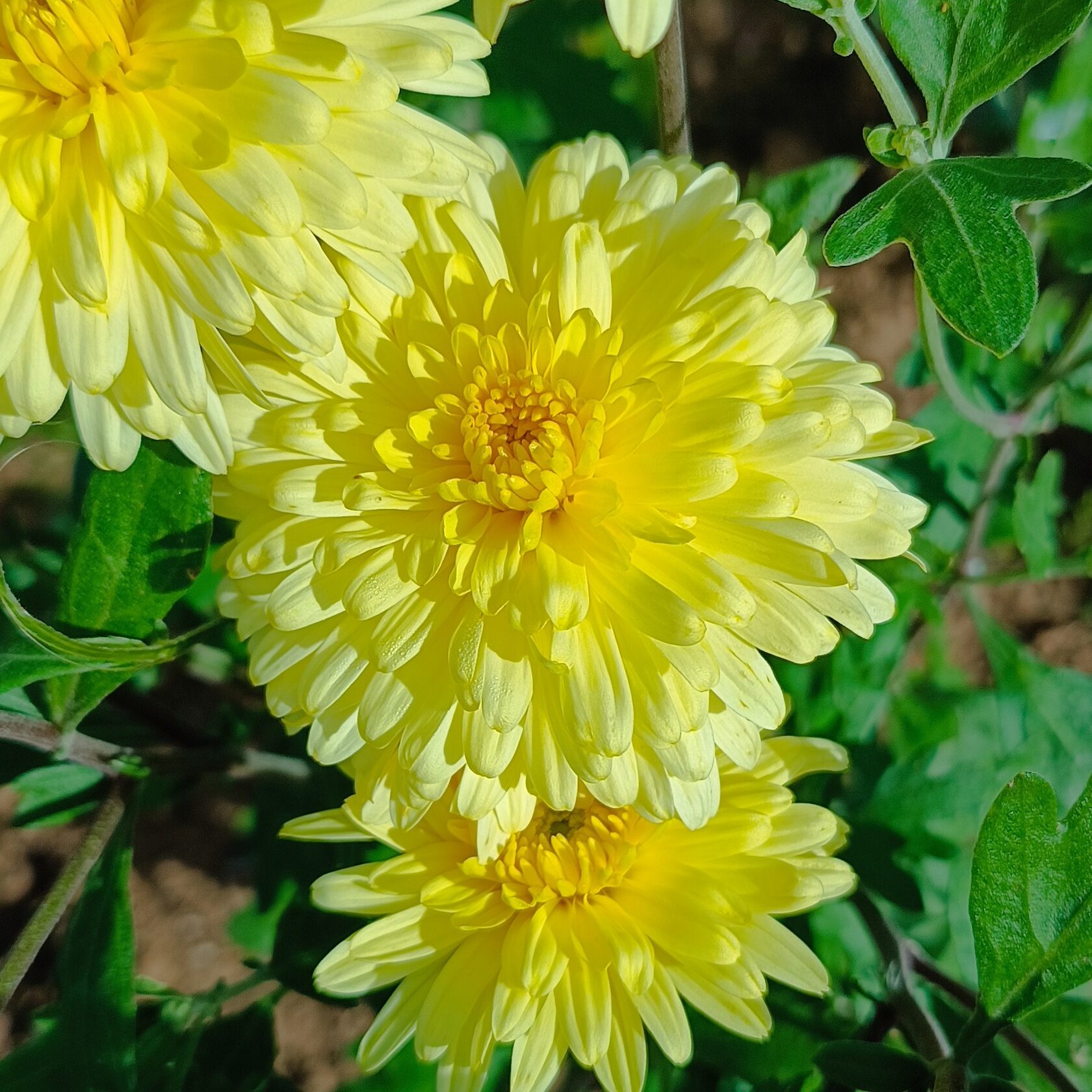 Хризантема корейская Gompie Yellow, купить